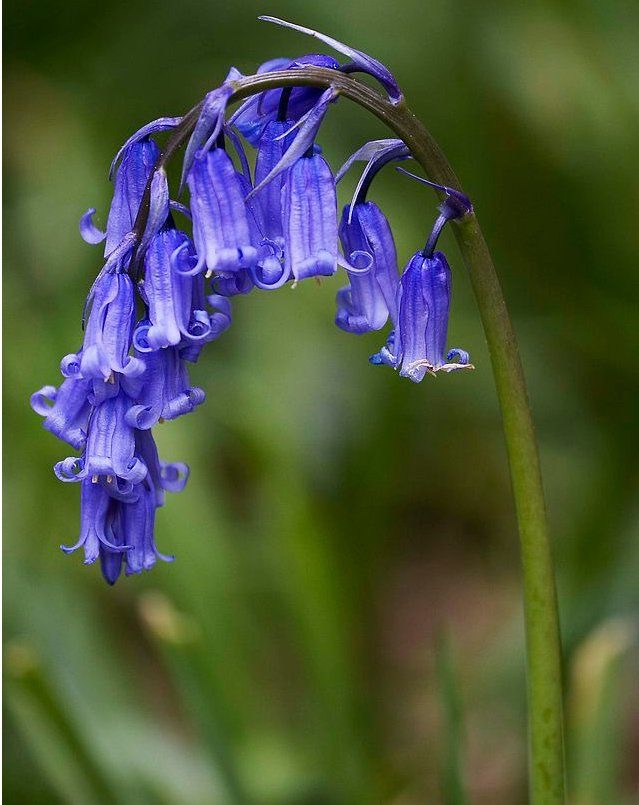 Folklore of Bluebells – Leanbh Pearson